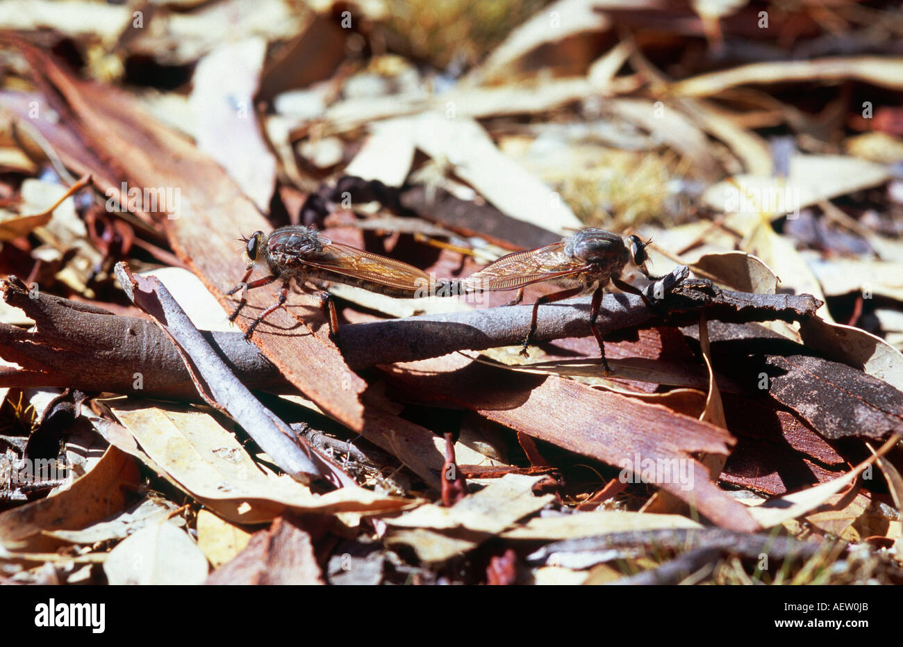 Large robber fly pair mating on leaf litter Stock Photo - Alamy