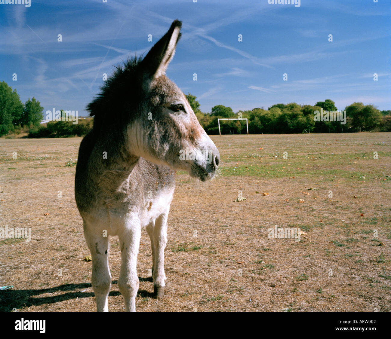 Football goal and grazing donkey, inner city London, Britain Stock ...