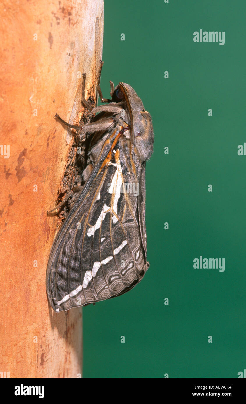 Adult ghost swift moth on tree bark Stock Photo - Alamy
