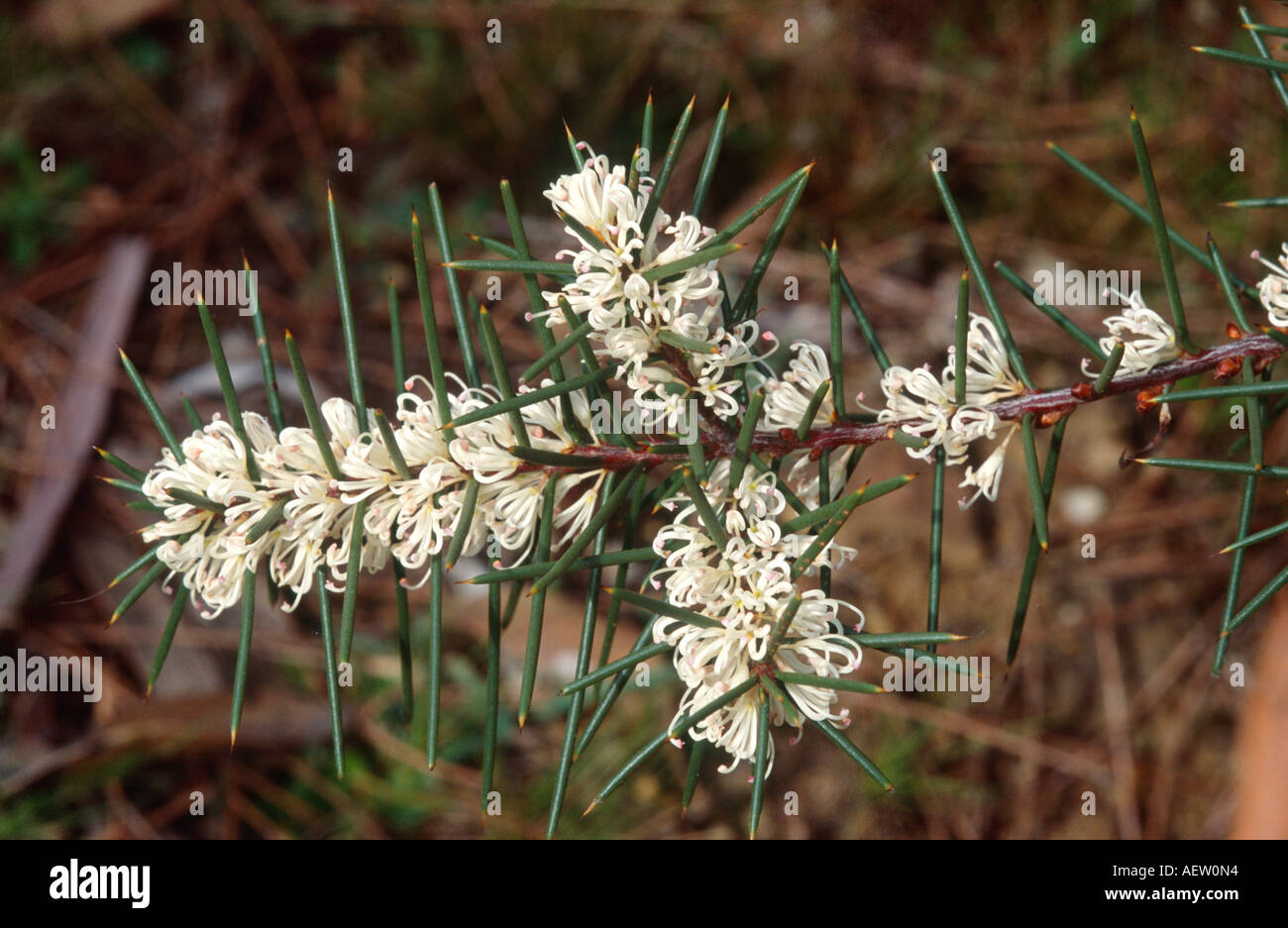 Hakea australian native flora hi-res stock photography and images - Alamy
