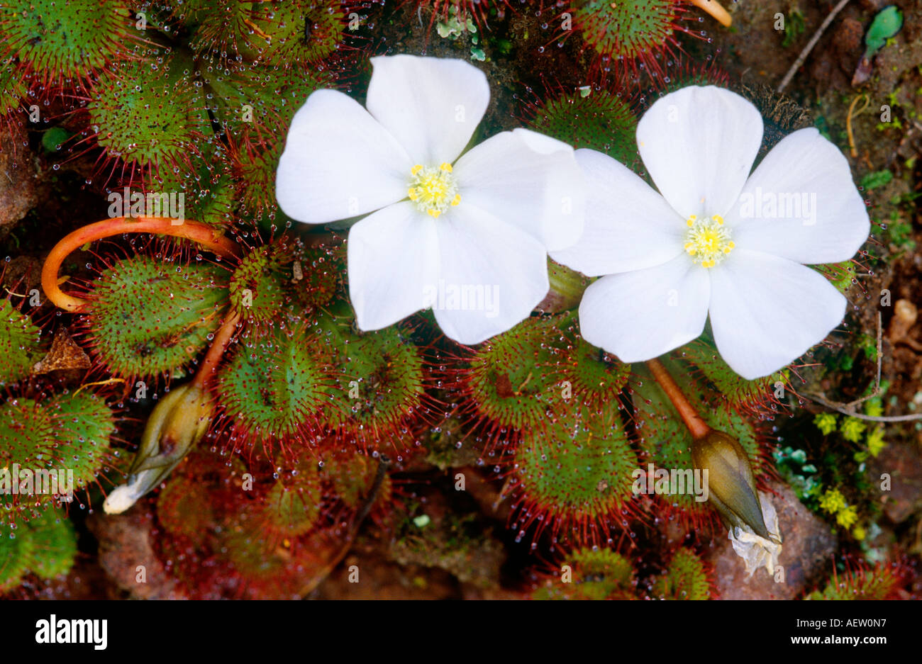 Australian scented sundew in flower Stock Photo - Alamy