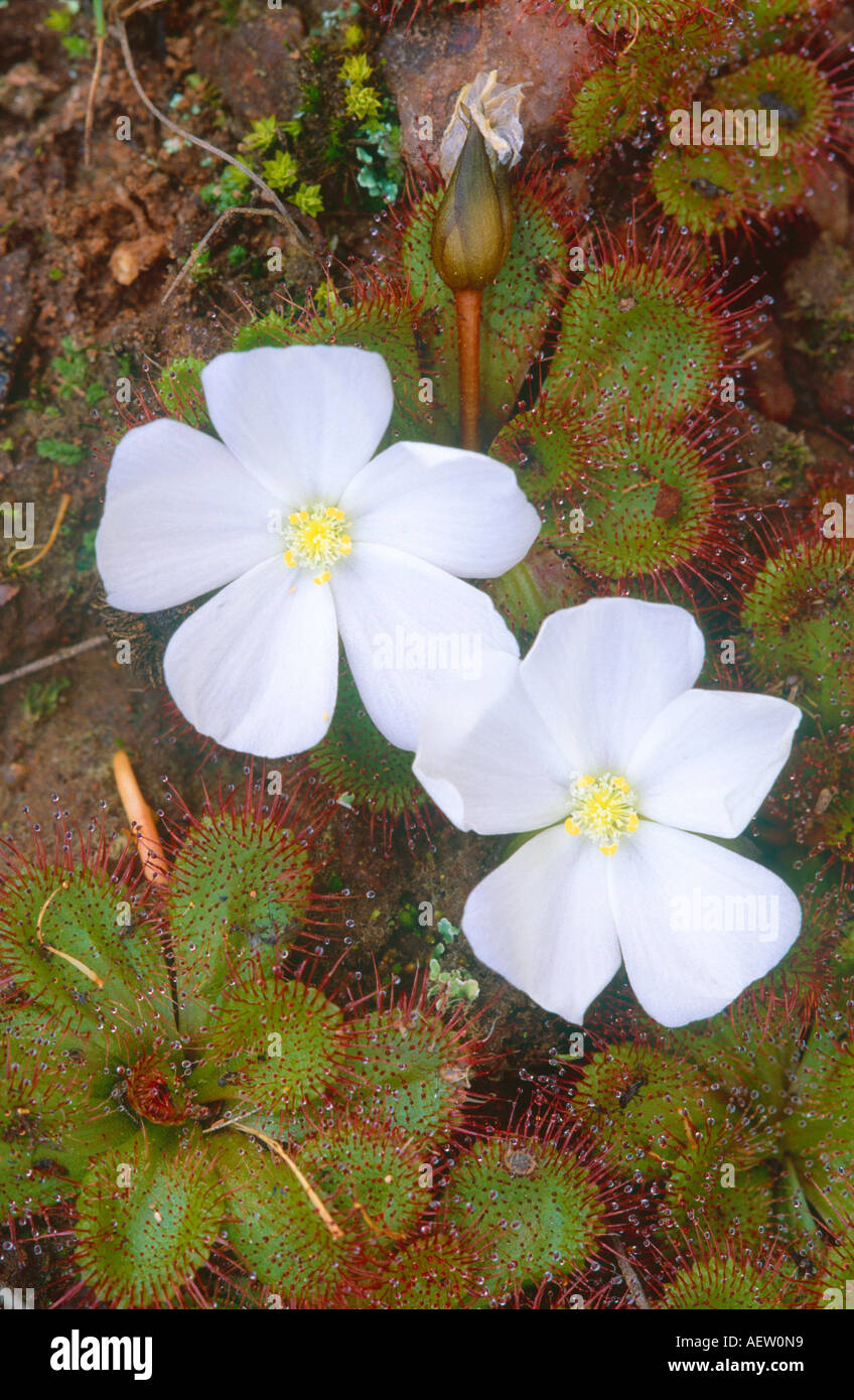 Australian scented flower hi-res stock photography and images - Alamy