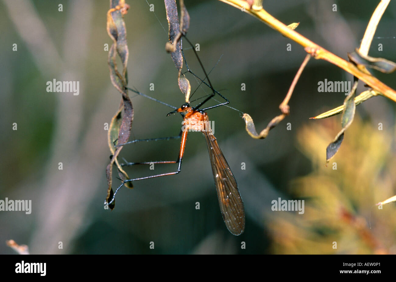 Australian Scorpion fly also known as hanging fly Stock Photo - Alamy