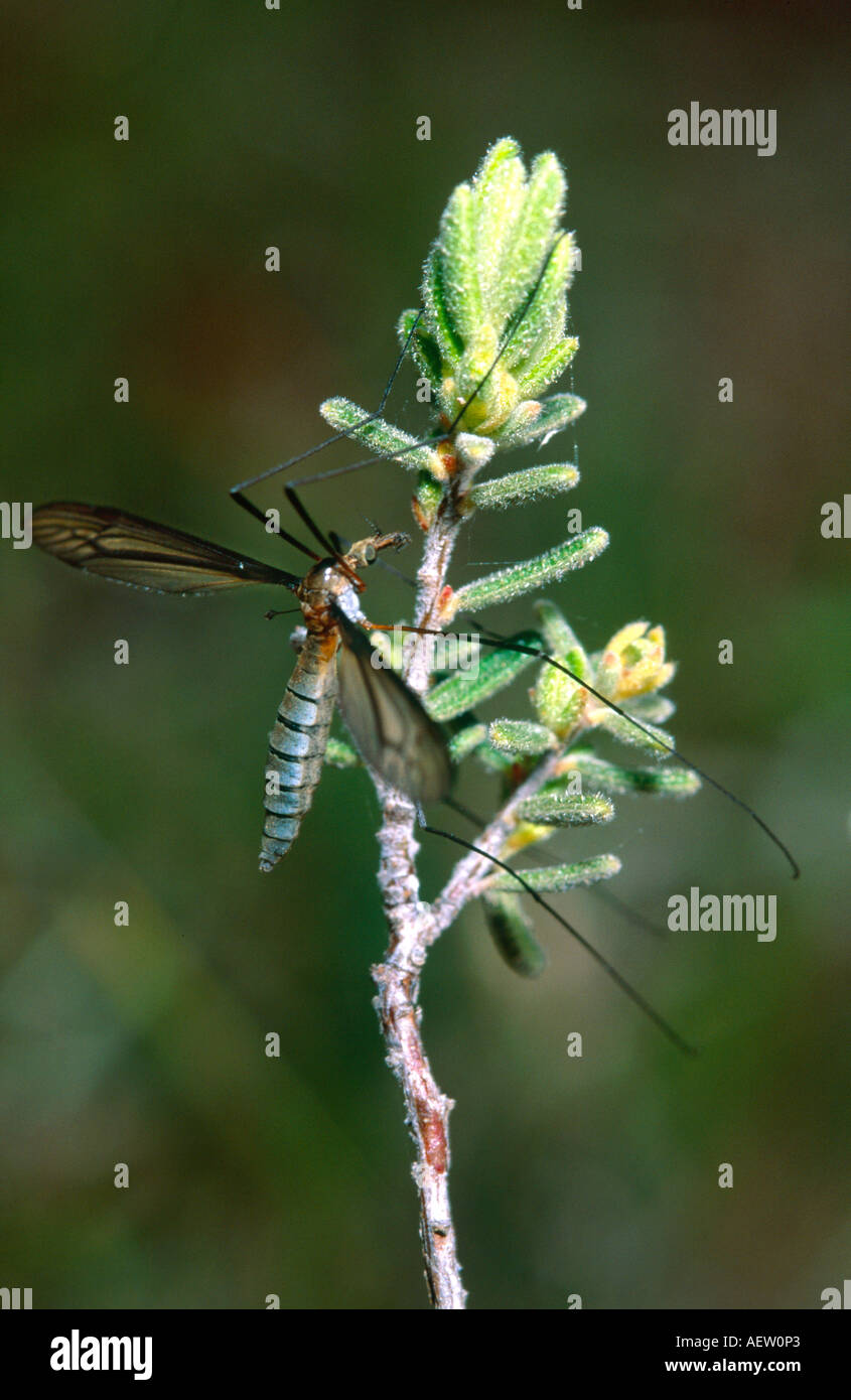 Australian crane fly Stock Photo - Alamy