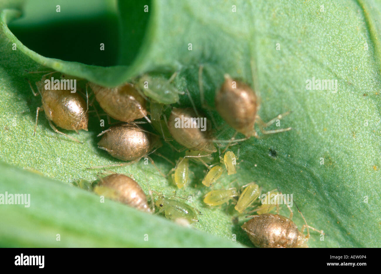 Green peach aphid mummies caused by the parasitic wasp Aphidius Stock ...