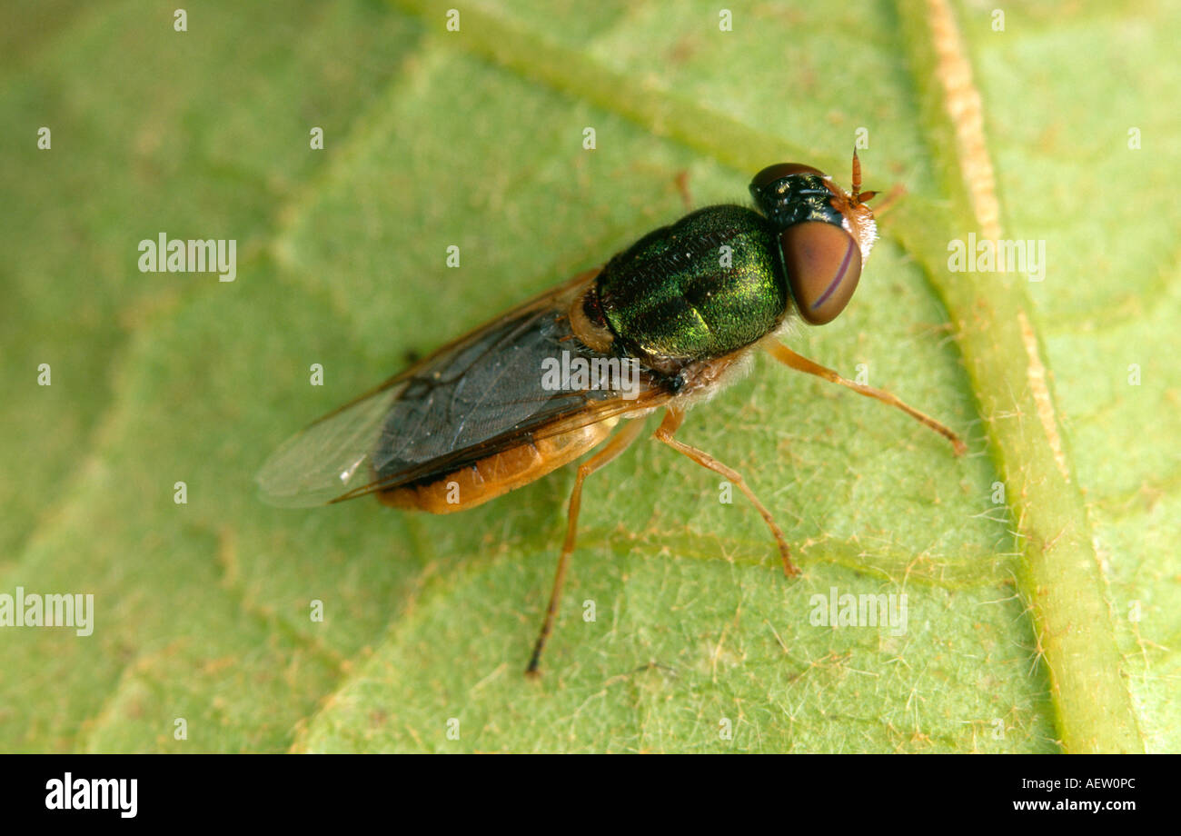 Large green hover fly Stock Photo - Alamy