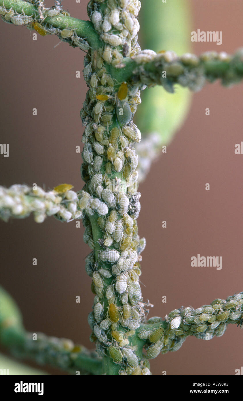 Cabbage aphids hi-res stock photography and images - Alamy