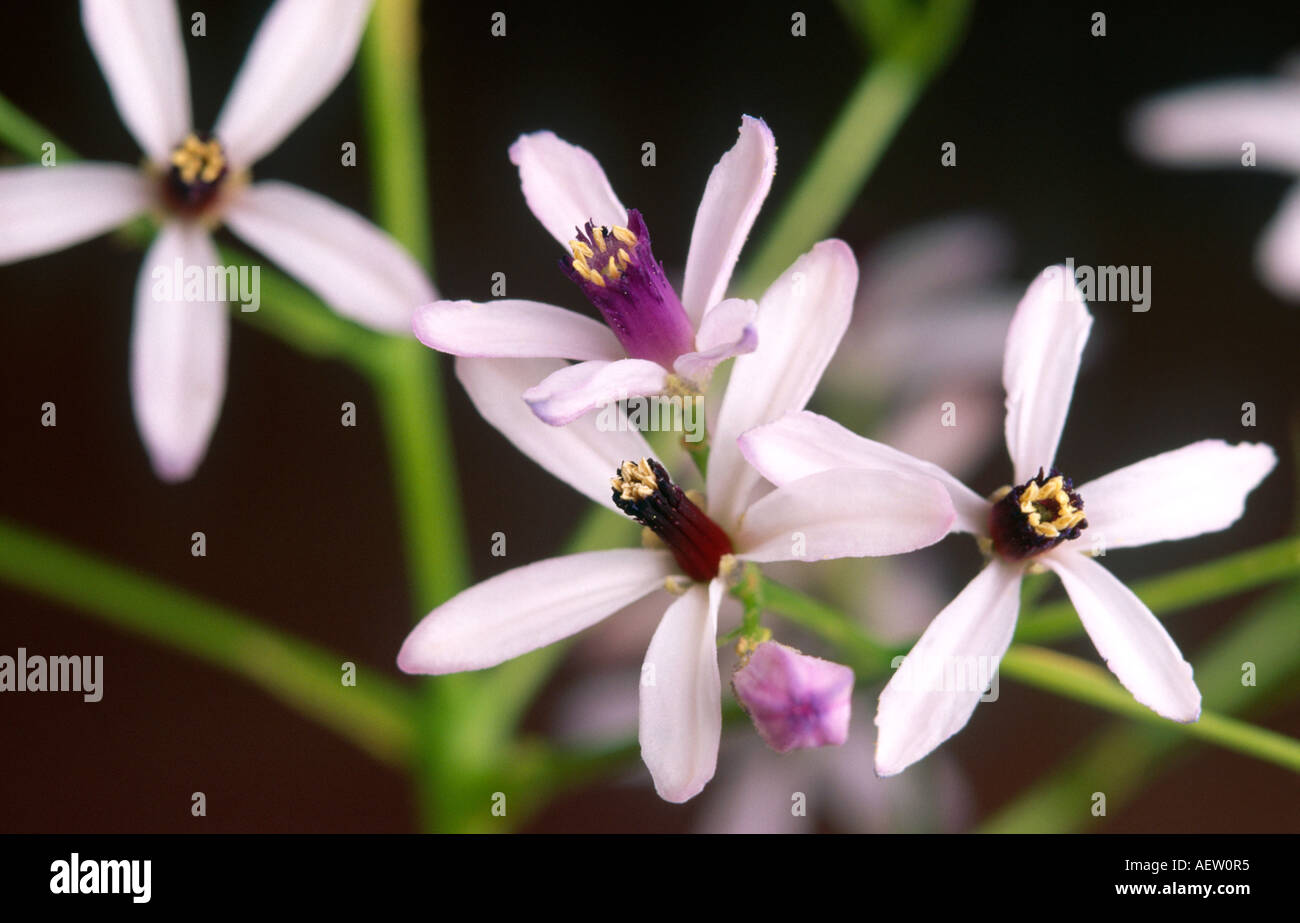 Flowers of Australian native White Cedar (or Cape Lilac Stock Photo - Alamy