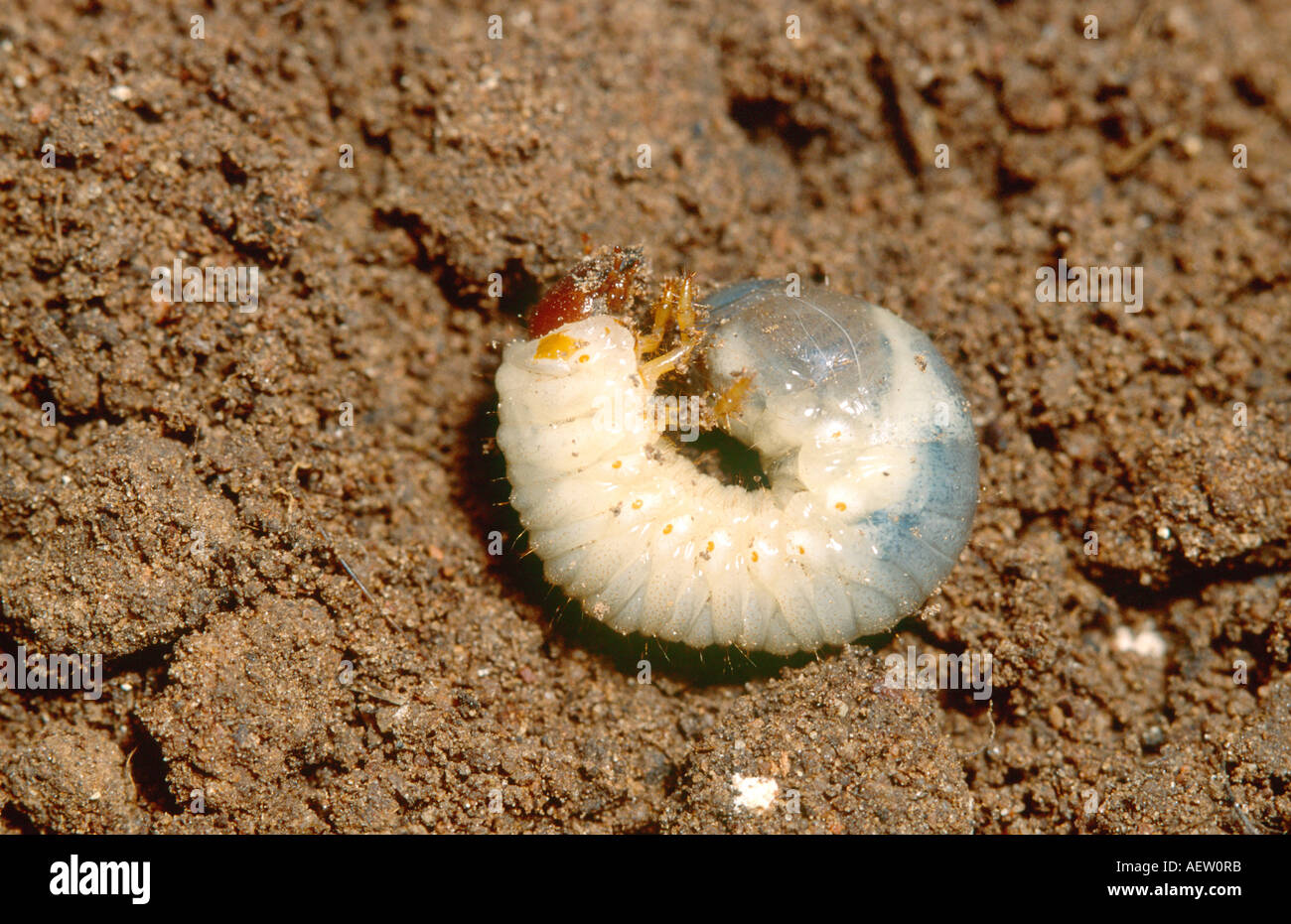 Redheaded pasture cockchafer larva Stock Photo - Alamy