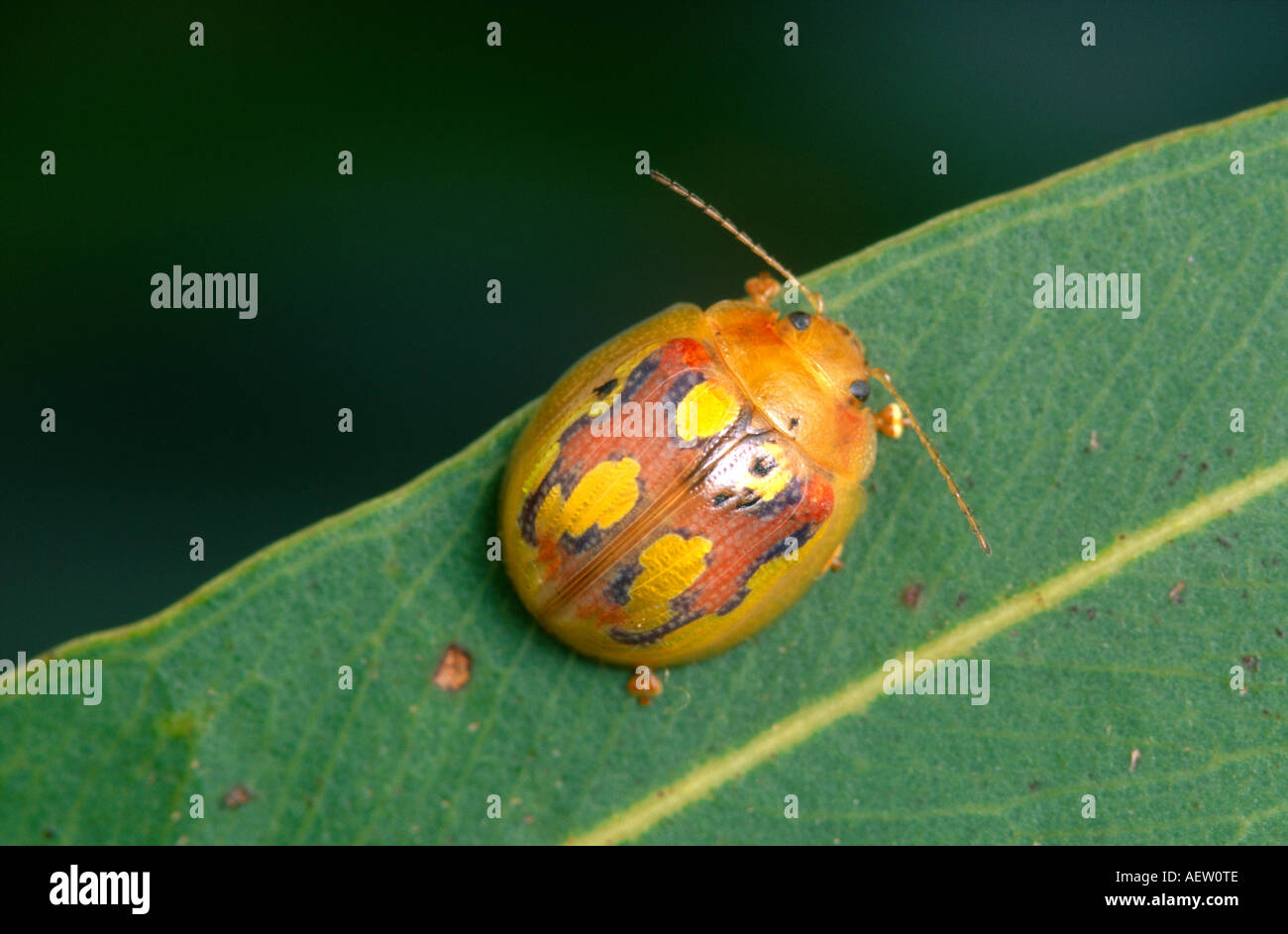 Australian tortoise beetle with colorful pattern on its carapace Stock ...