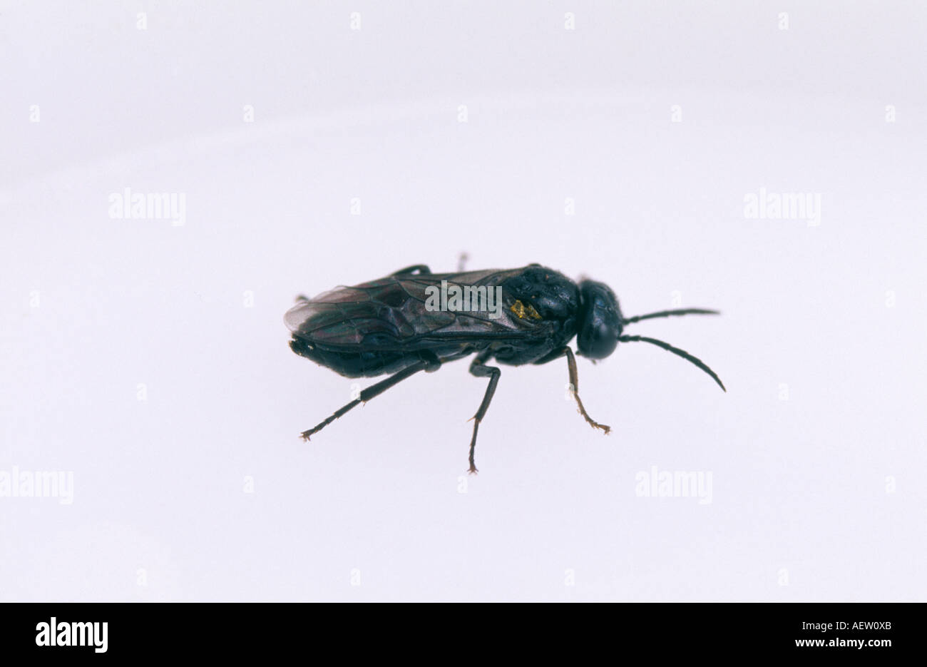 Slug sawfly hi-res stock photography and images - Alamy