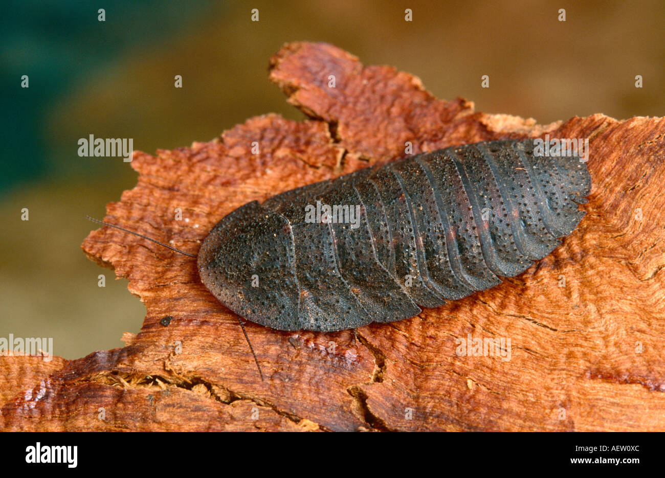 Australian cockroach hi-res stock photography and images - Alamy