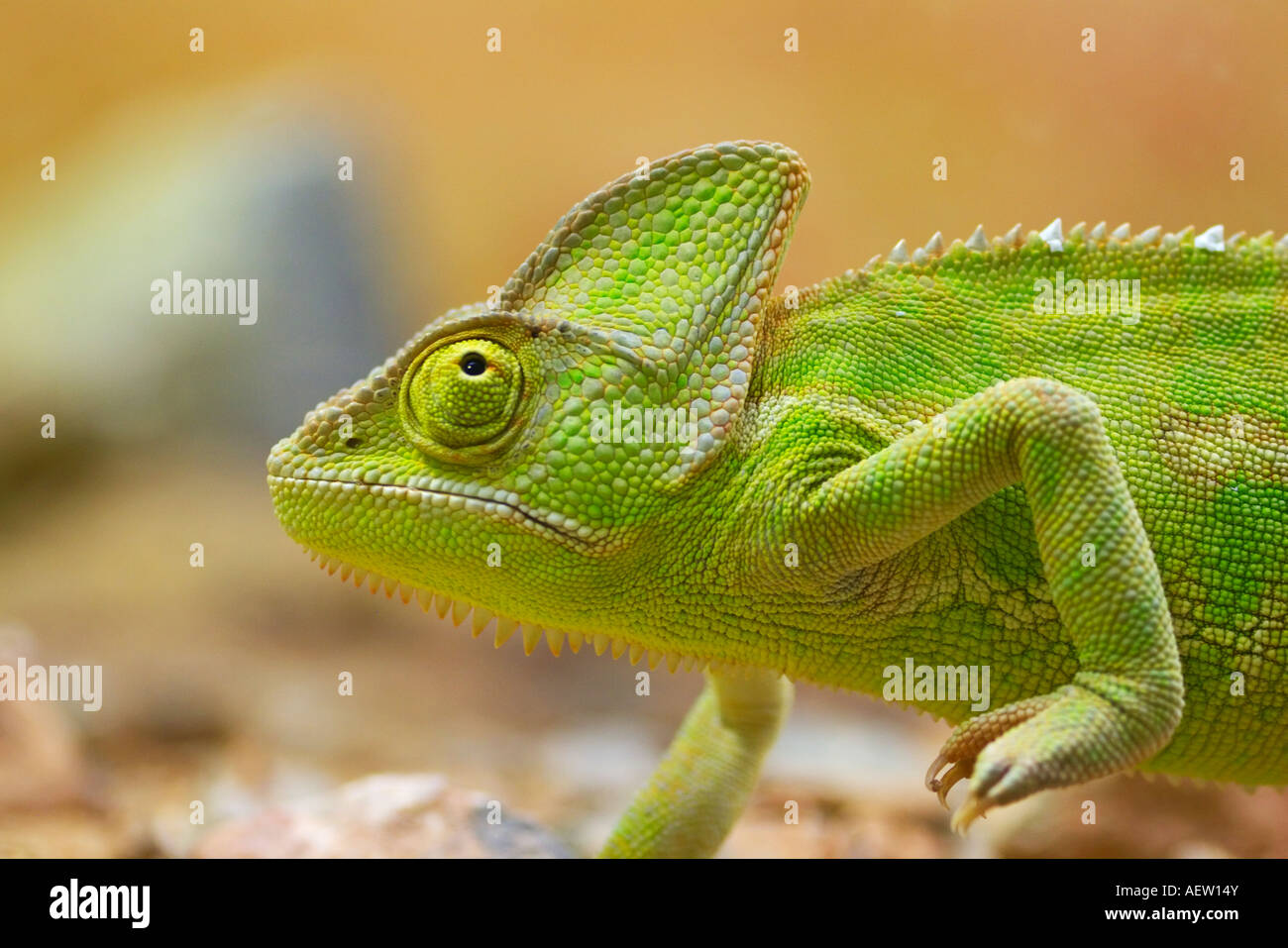 With walking eye hi-res stock photography and images - Alamy