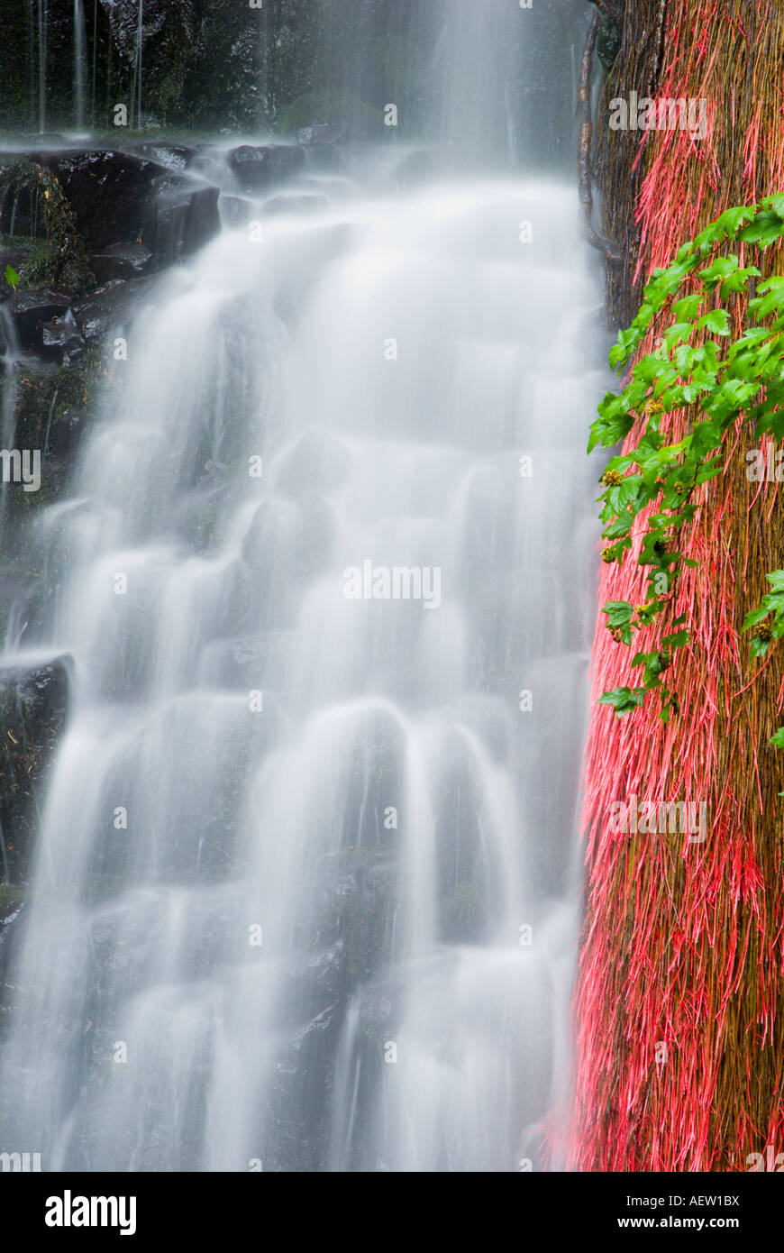 Coopey Falls Columbia River Gorge National Scenic Area Oregon Stock Photo - Alamy