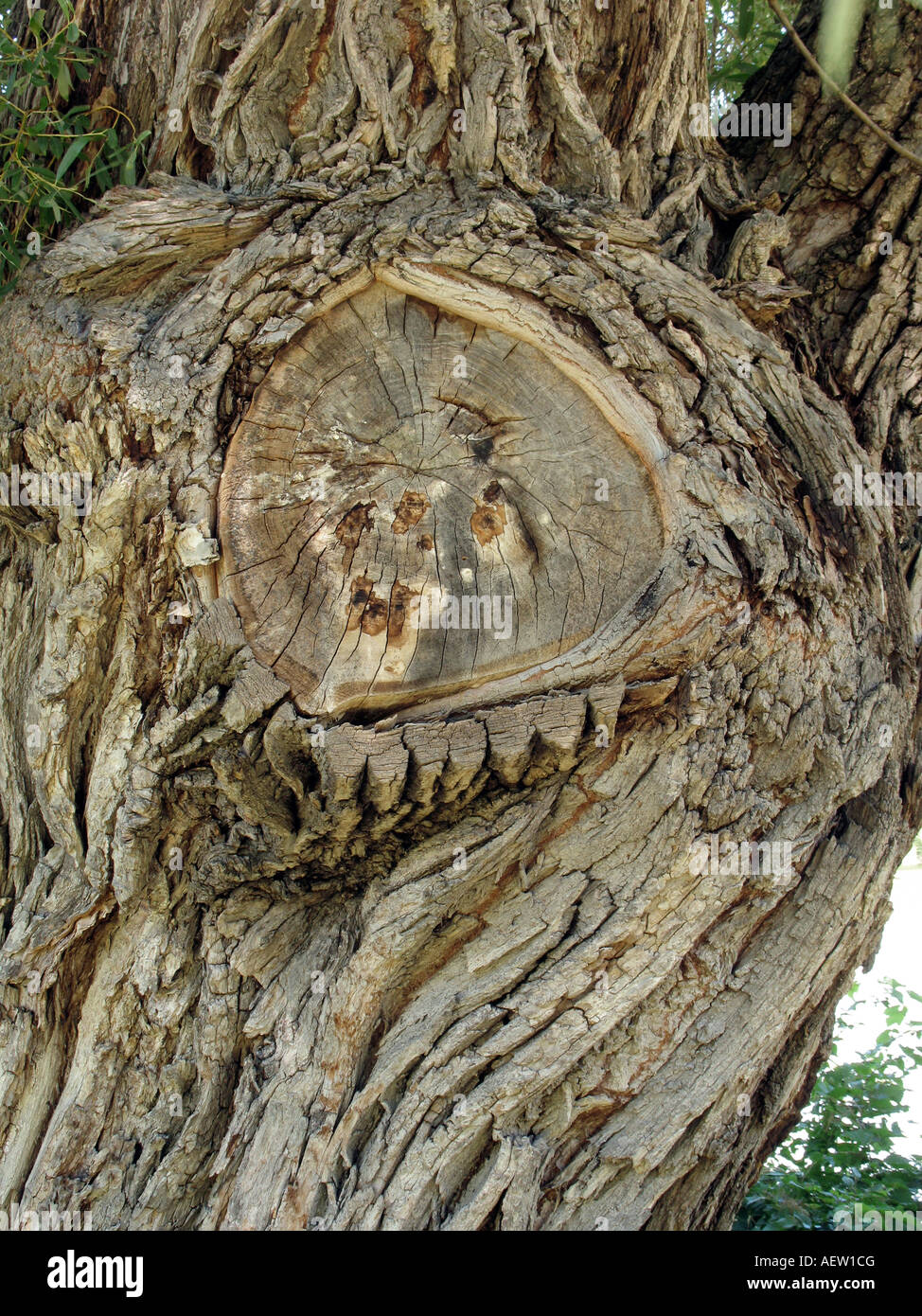 At wounded tree hi-res stock photography and images - Alamy