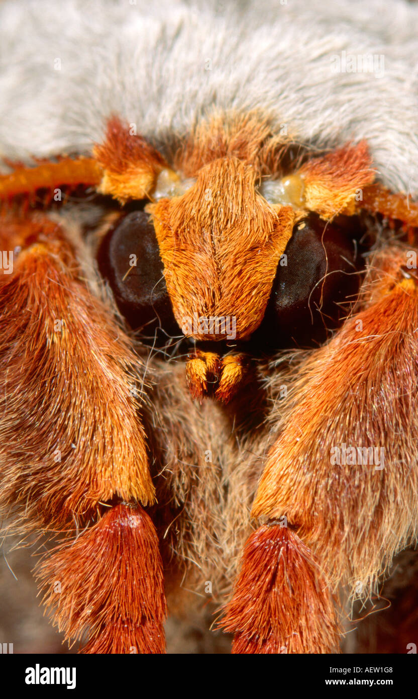 Emperor gum moth hi-res stock photography and images - Alamy