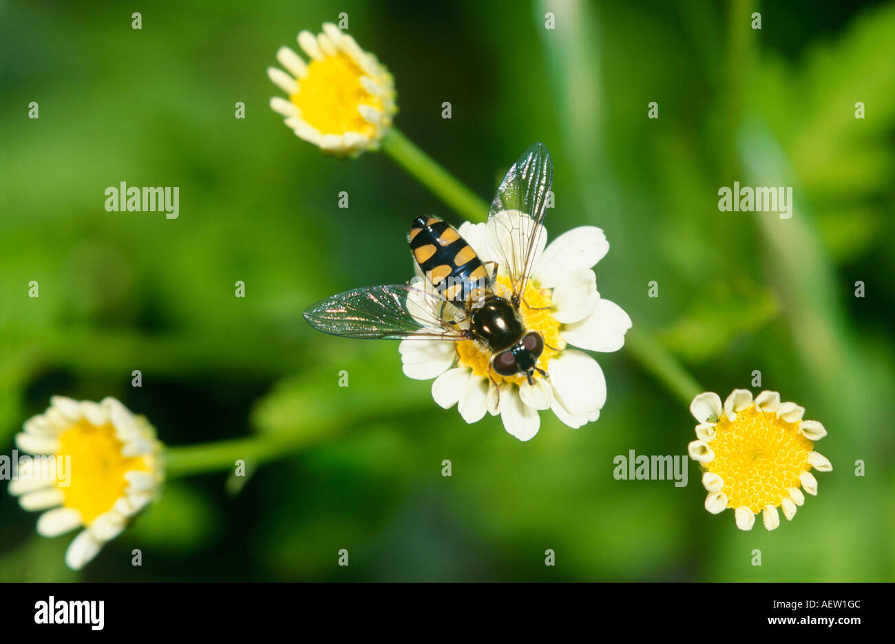 Australian hover fly on daisy flower Stock Photo - Alamy