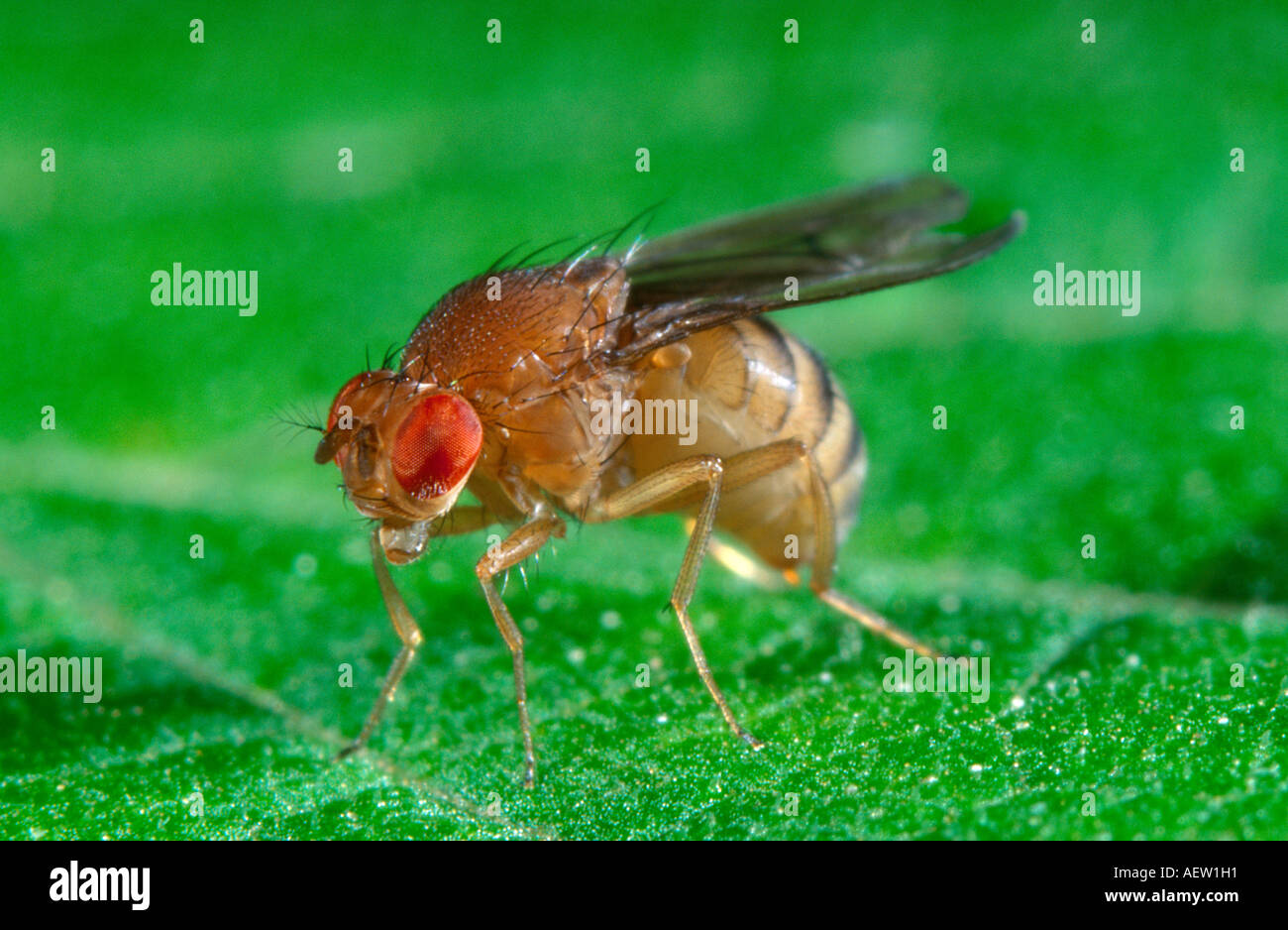 Drosophila fly hi-res stock photography and images - Alamy