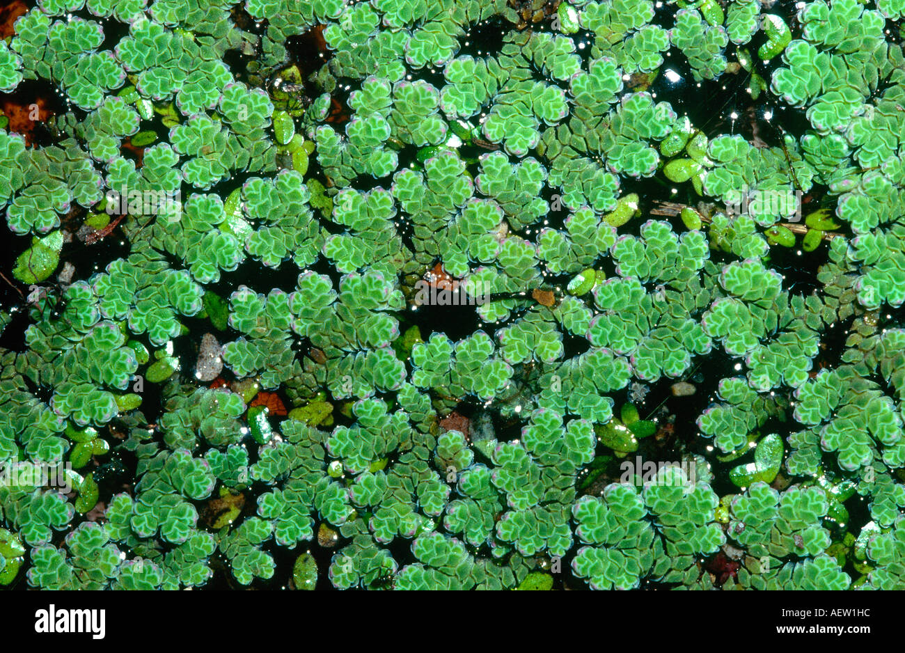 Aquatic plant floating on pond surface Stock Photo - Alamy