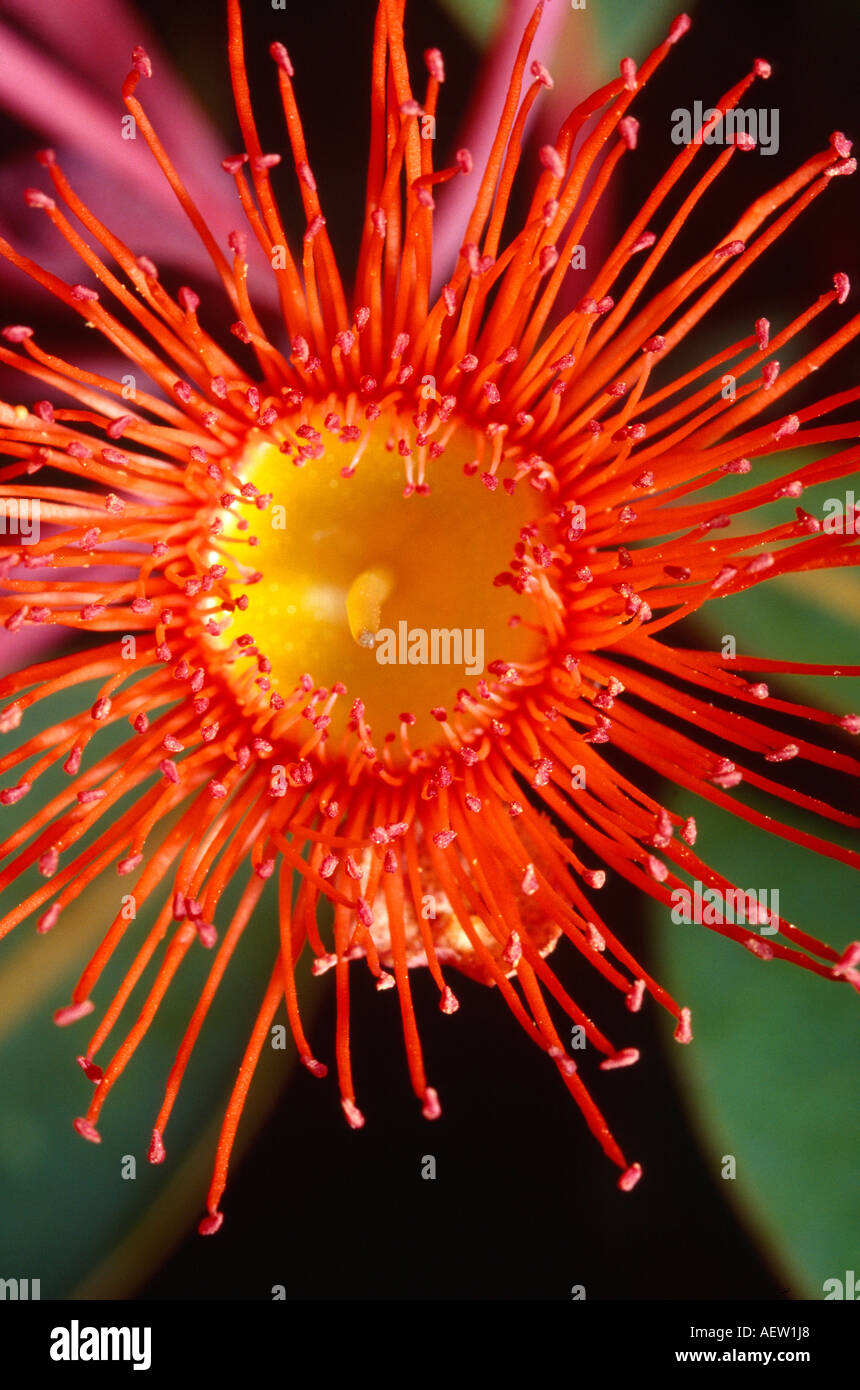 Australian bright orange gum tree flower Stock Photo - Alamy