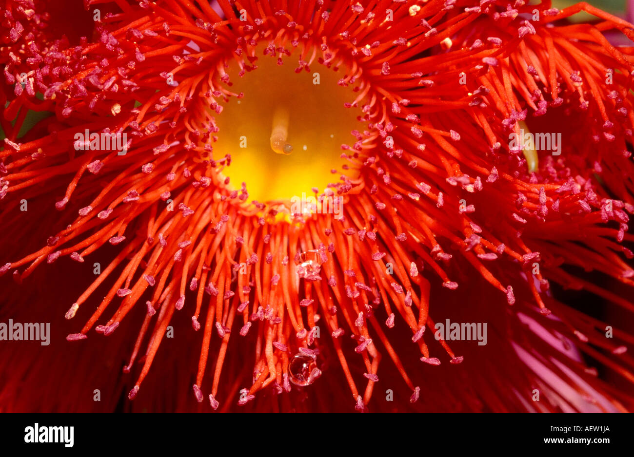 Orange flowering eucalyptus hi-res stock photography and images - Alamy