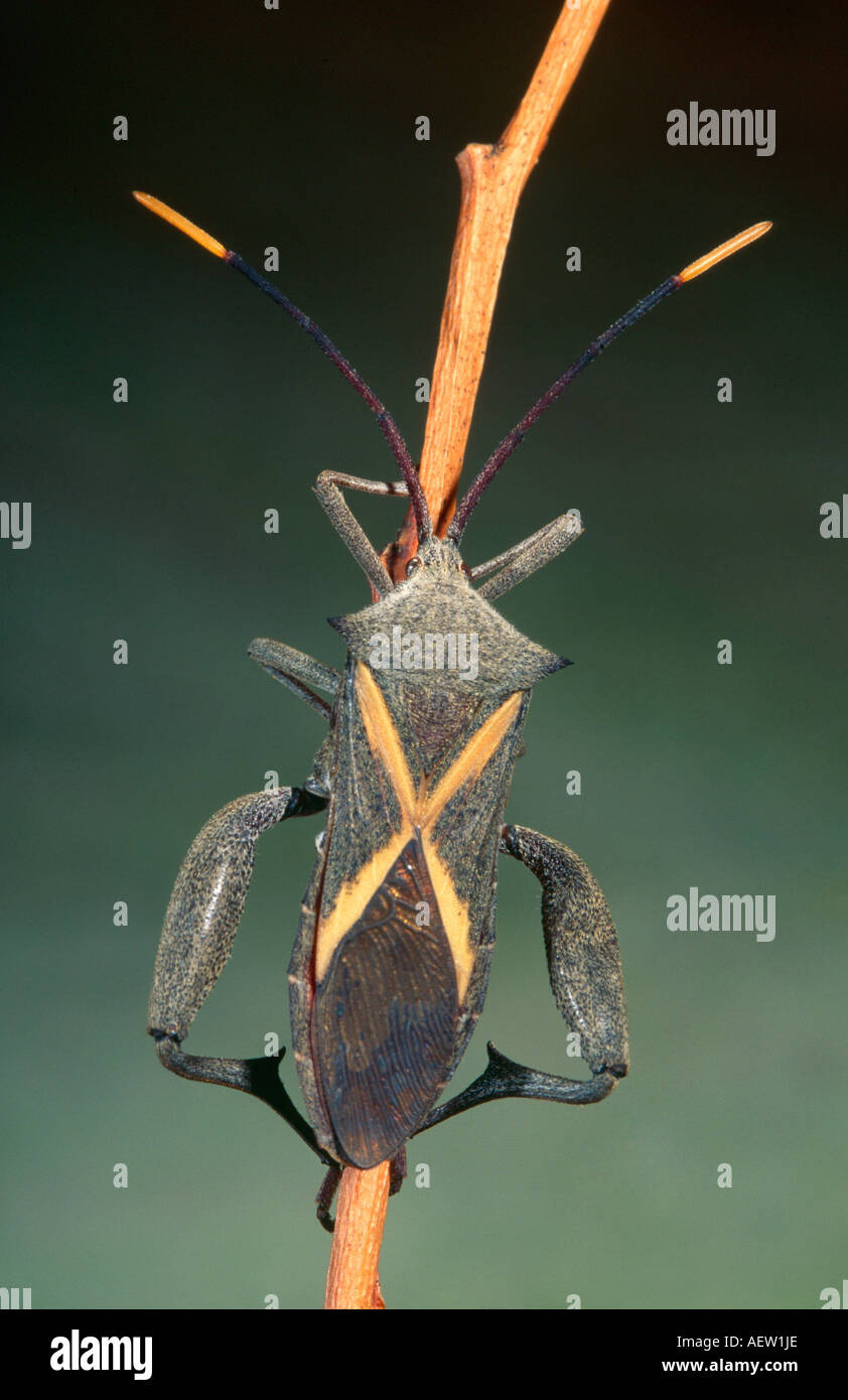Australian crusader bug Stock Photo - Alamy
