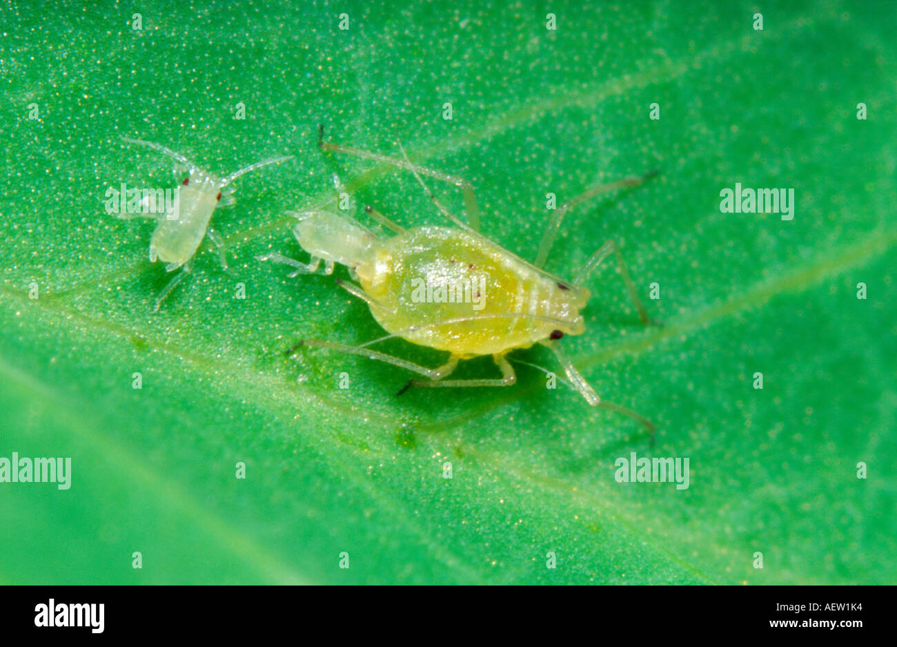 Wooly Aphid Baby