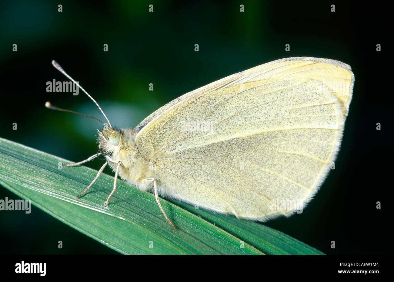 Cabbage white butterfly Stock Photo - Alamy
