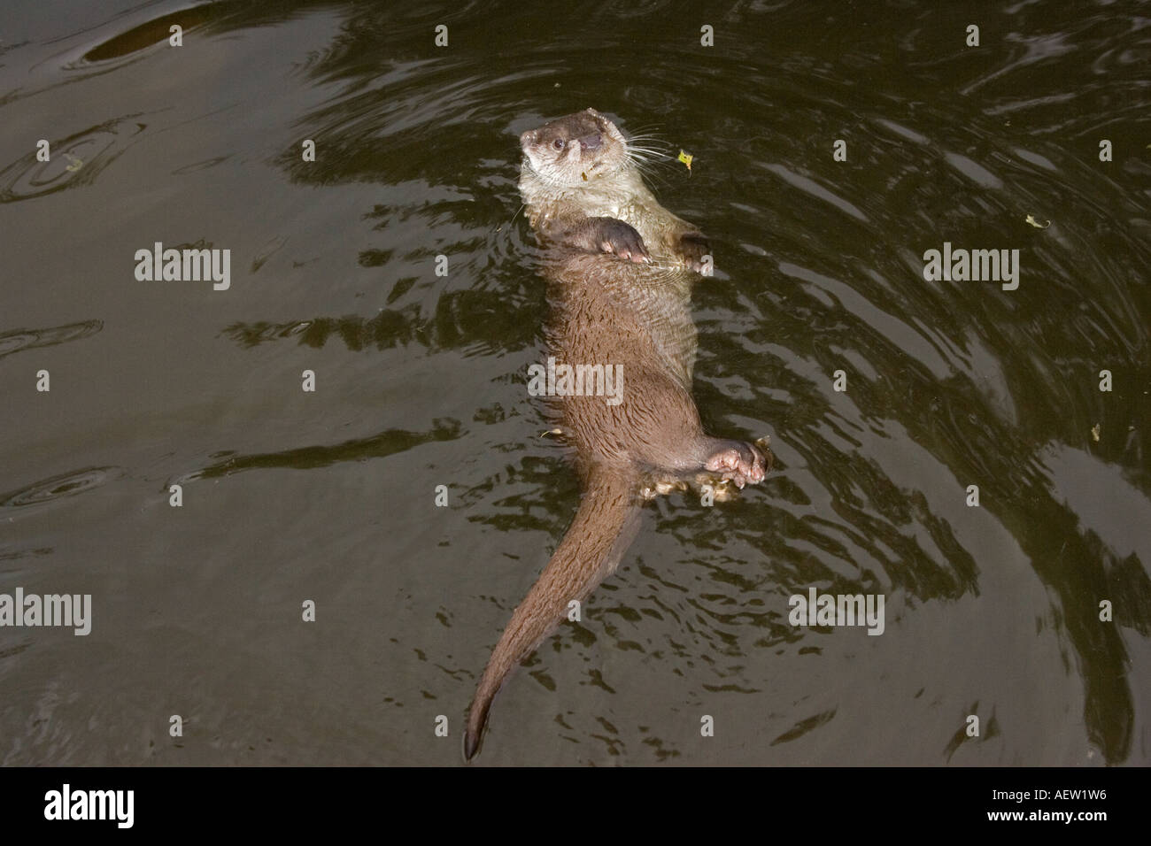 Otter uk back hi-res stock photography and images - Alamy