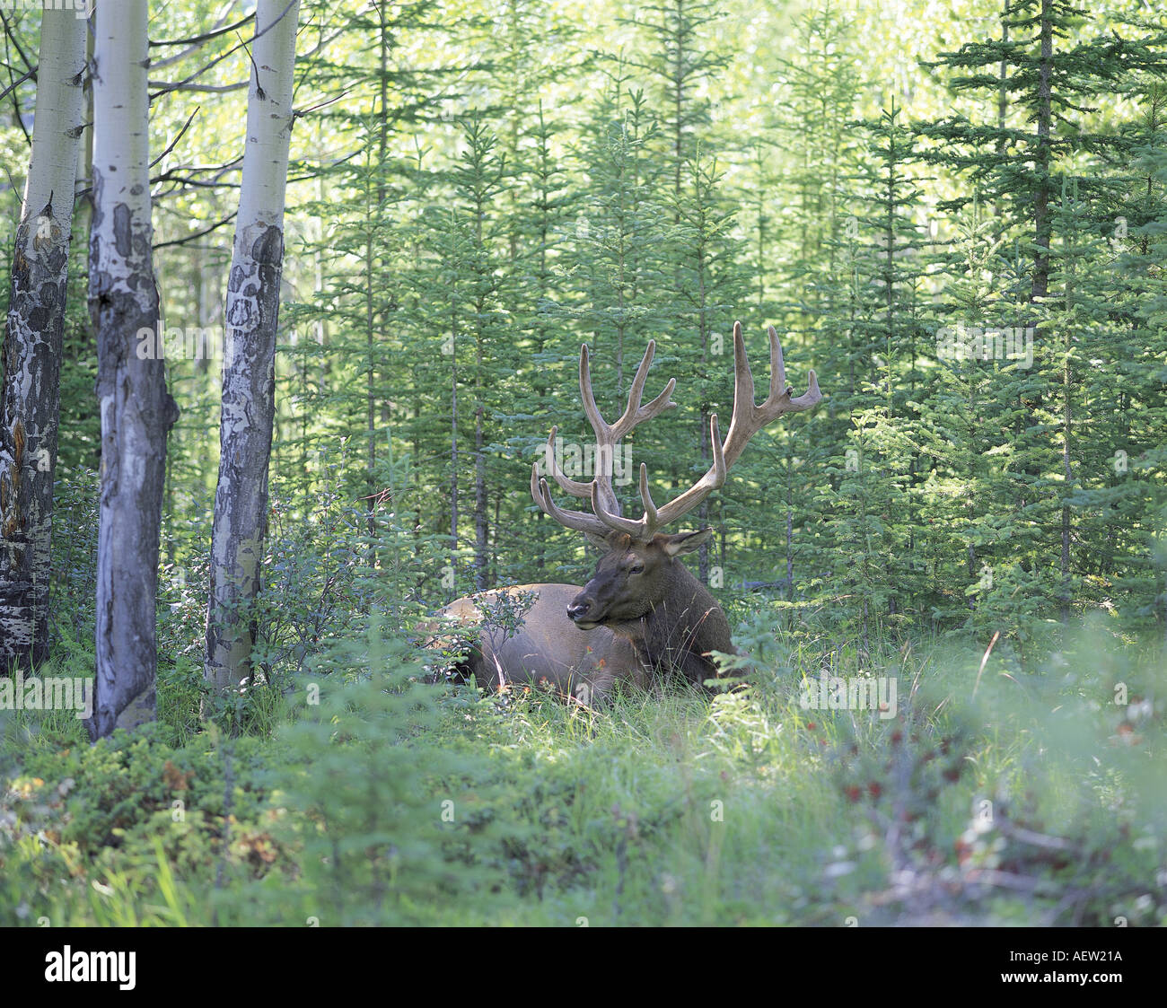 Elk Banff National Park World Heritage ALBERTA CANADA Stock Photo - Alamy