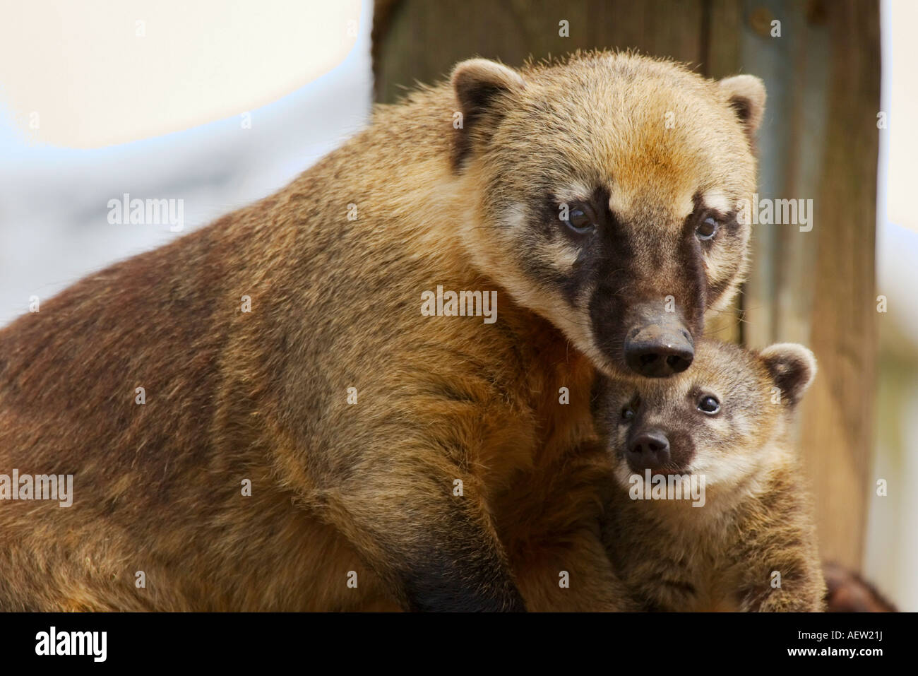 Baby coati nasua narica hi-res stock photography and images - Alamy