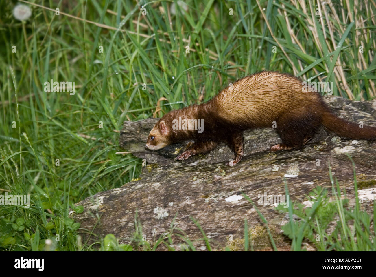 Polecat Mustela putorius Highland Wildlife Park Scotland UK Stock Photo ...