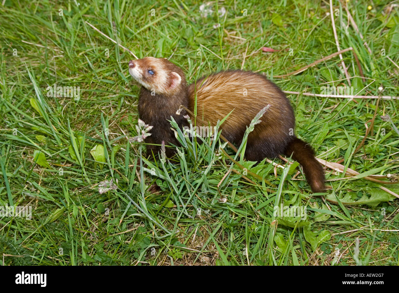 Polecat scotland hi-res stock photography and images - Alamy