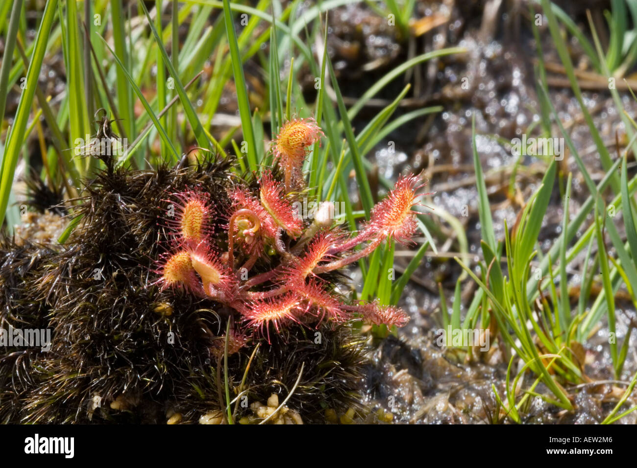 Common or round leaved sundew Drosera rotundifolia Isle of Mull ...