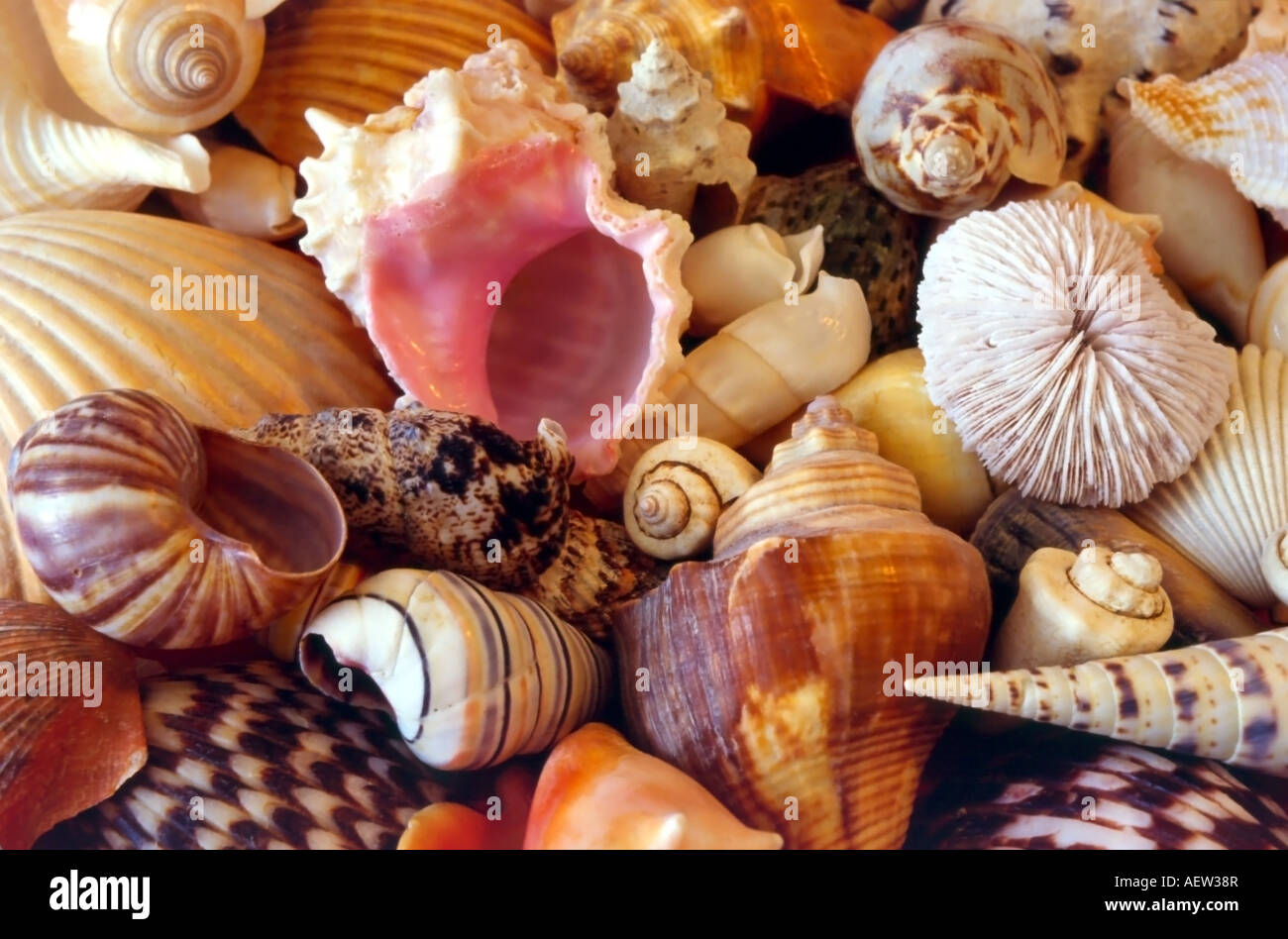 A beautifully detailed background image of the beauty, texture, shapes ...