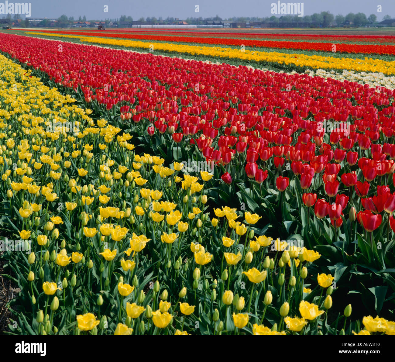 Tulip fields Netherlands Stock Photo - Alamy