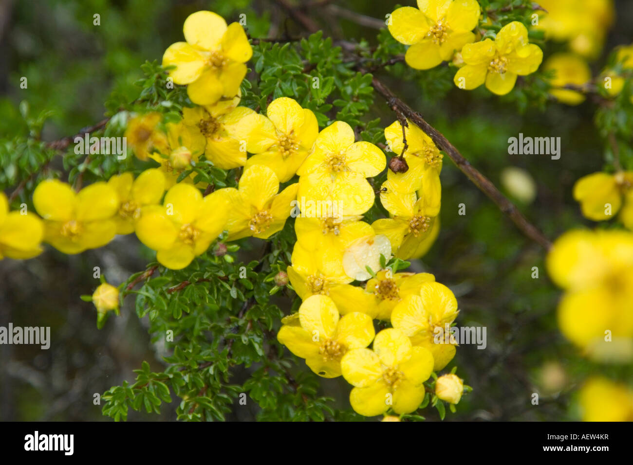 Wild flowers in Wanglang Nature Reserve in Sichuan China Stock Photo ...