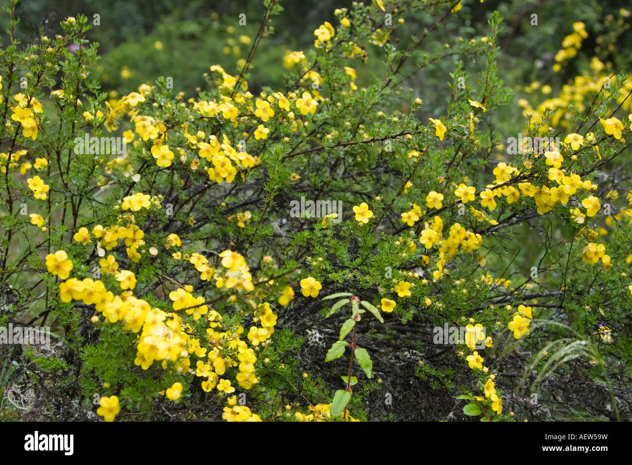 Wild flowers in Wanglang Nature Reserve in Sichuan China Stock Photo ...