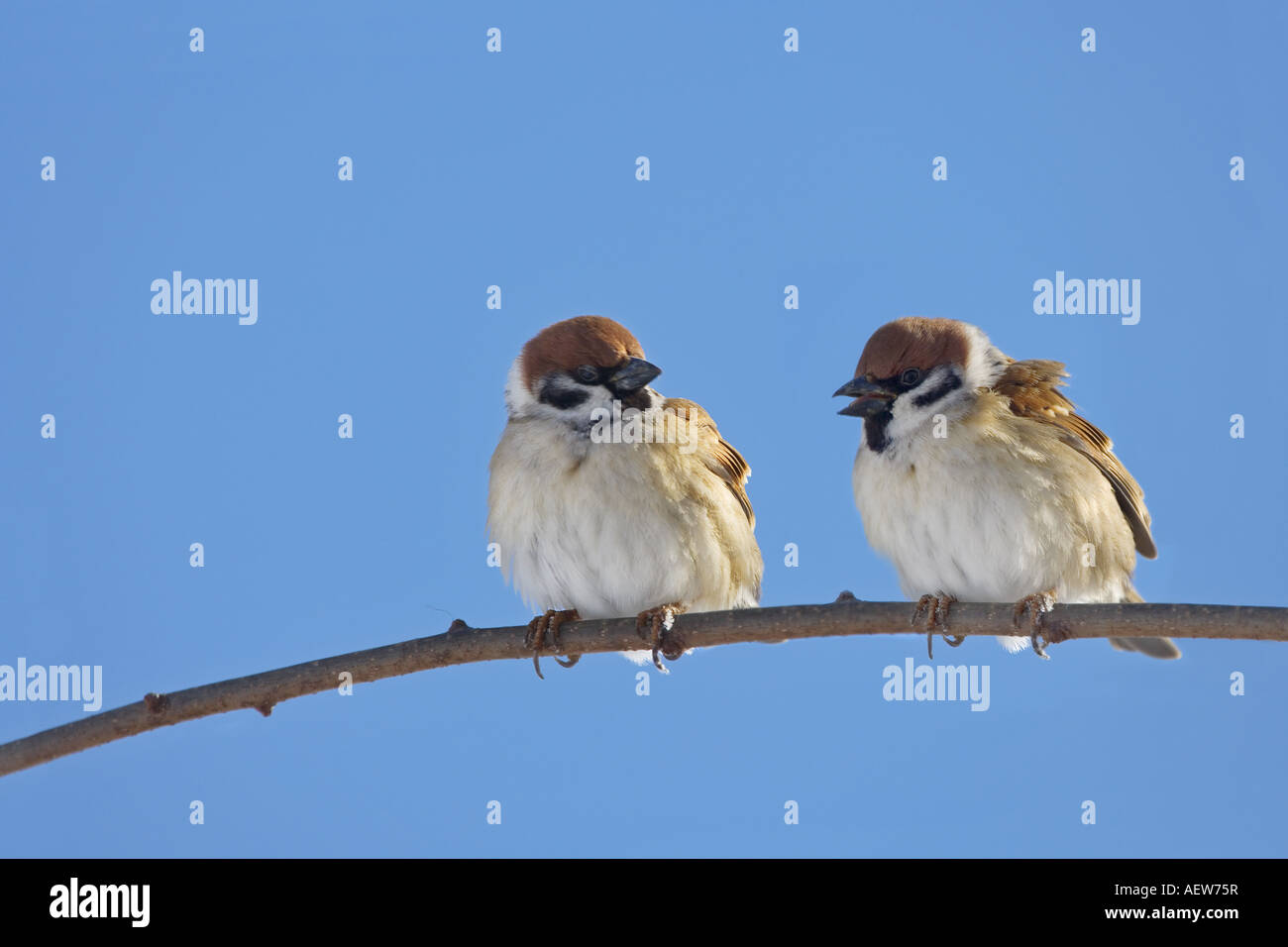 Two birds on tree branch Hokkaido Japan Stock Photo - Alamy