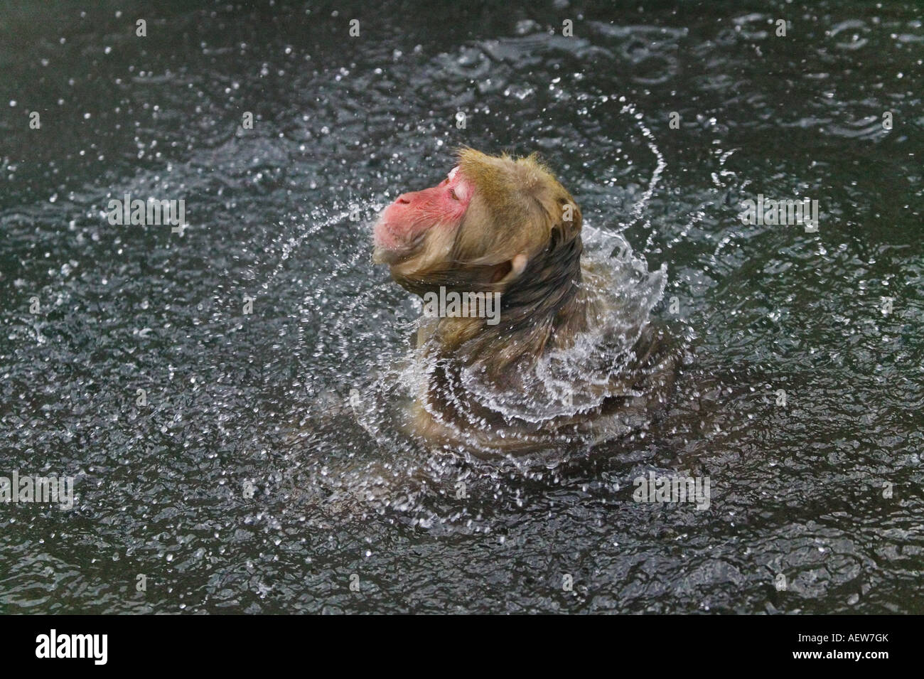 Japanese snow monkey splashing water in hotspring Nagano Japan Stock ...