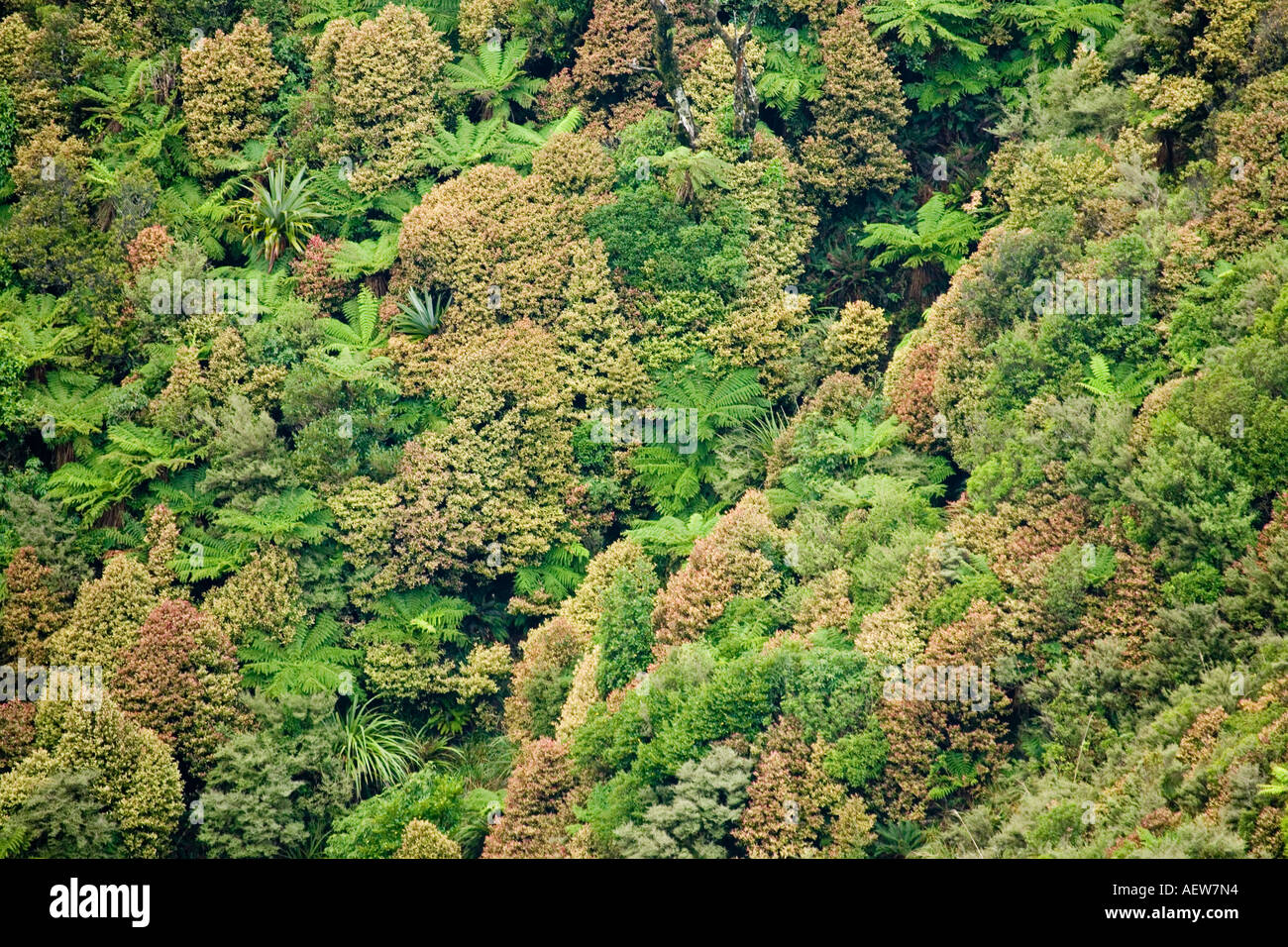 Native Bush Ruahine Forest Park Ruahine Ranges Tararua North Island New ...