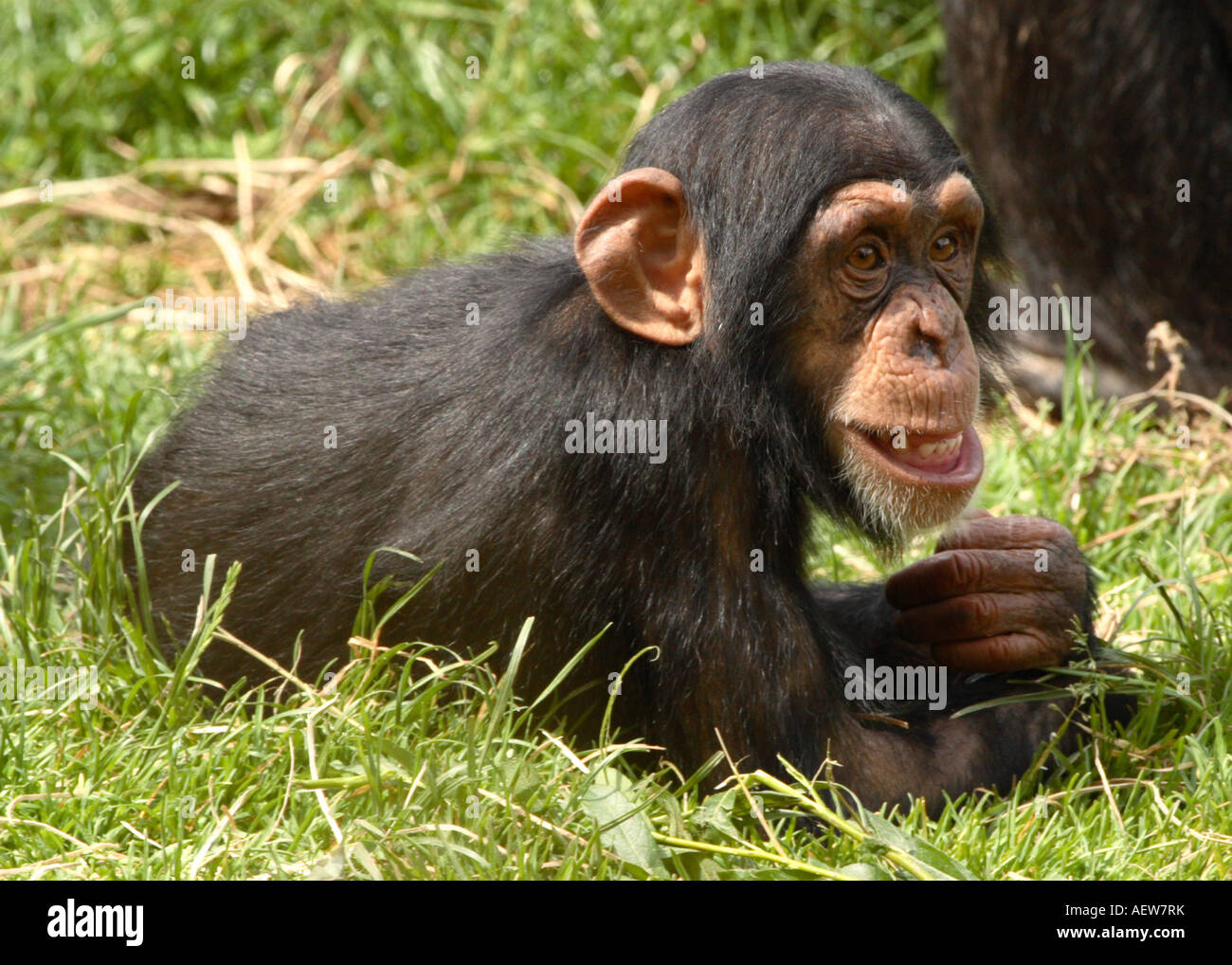 Chimp at zoo hi-res stock photography and images - Alamy