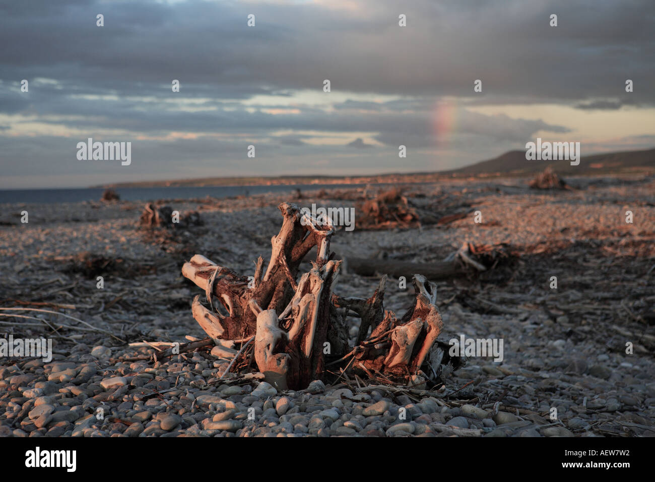 Rainbow Evening sunlight as sunsets at Spey Bay vegetated shingle at ...