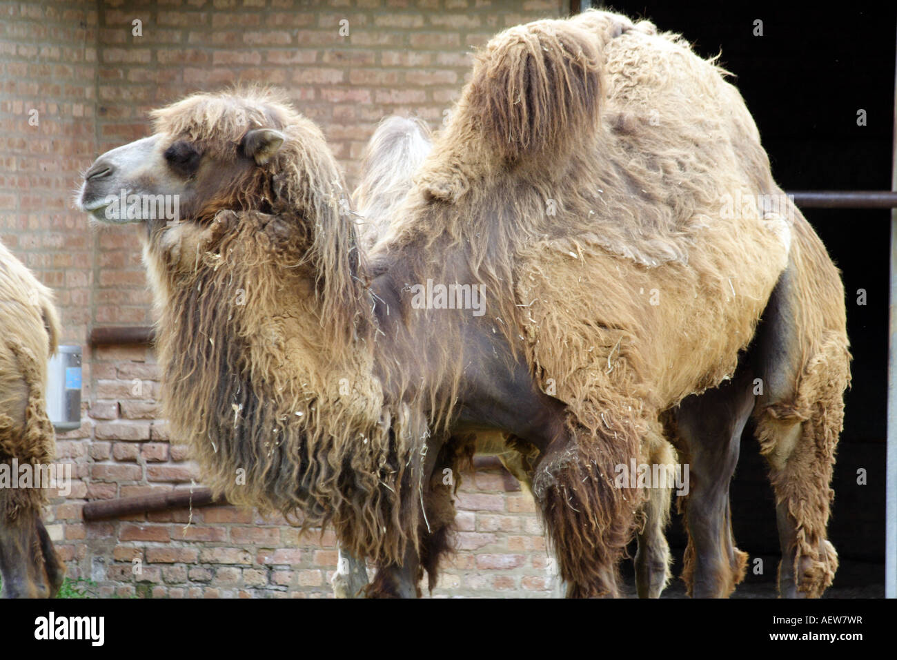 Bactrian camel hi-res stock photography and images - Alamy