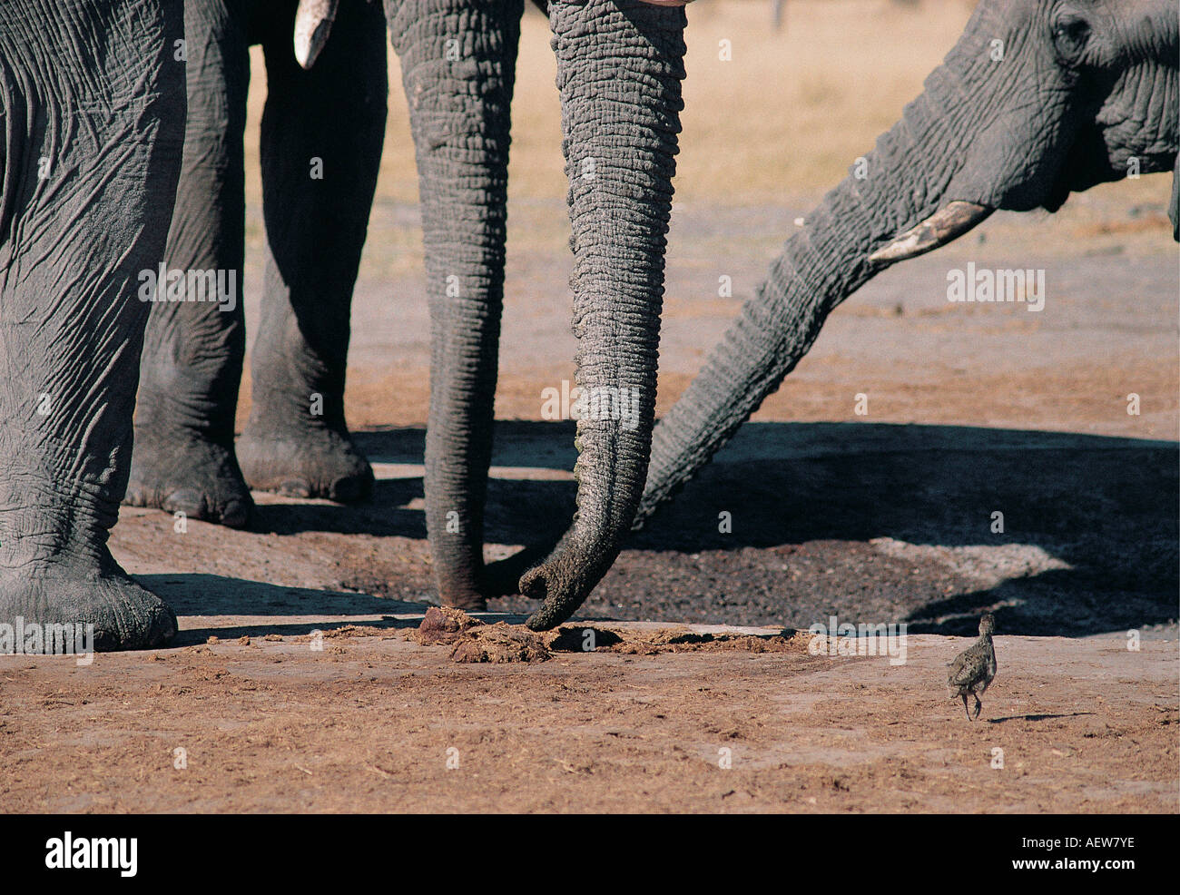 Close up of elephant feet and trunks at a tiny waterhole near Savuti ...