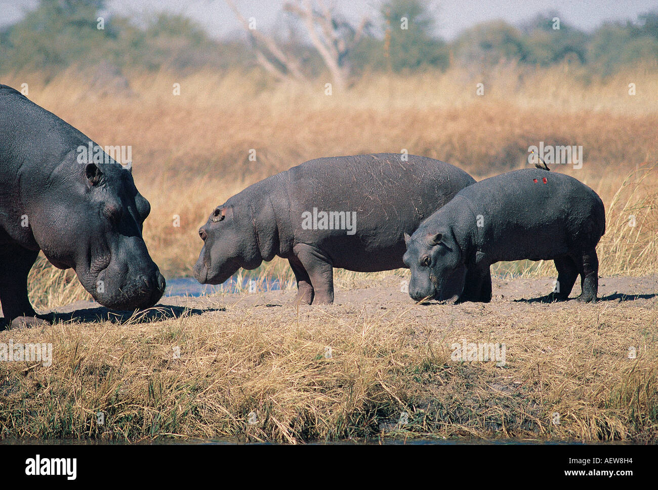 Hippopotamus hippo feet hippopotamus amphibius hi-res stock photography ...
