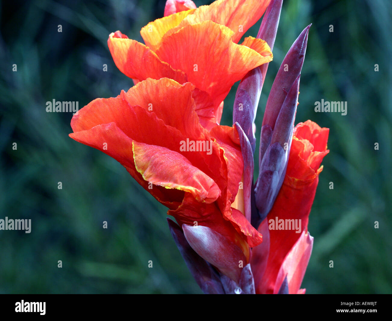 An orange canna lily Stock Photo - Alamy