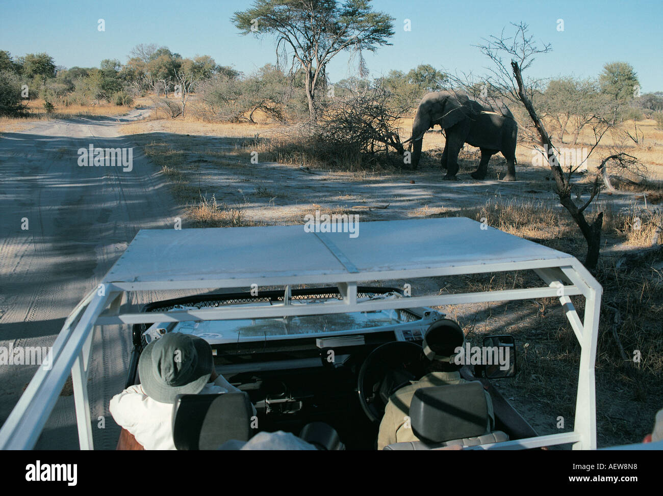 Bull elephant seen from an open topped four wheel drive Toyota ...