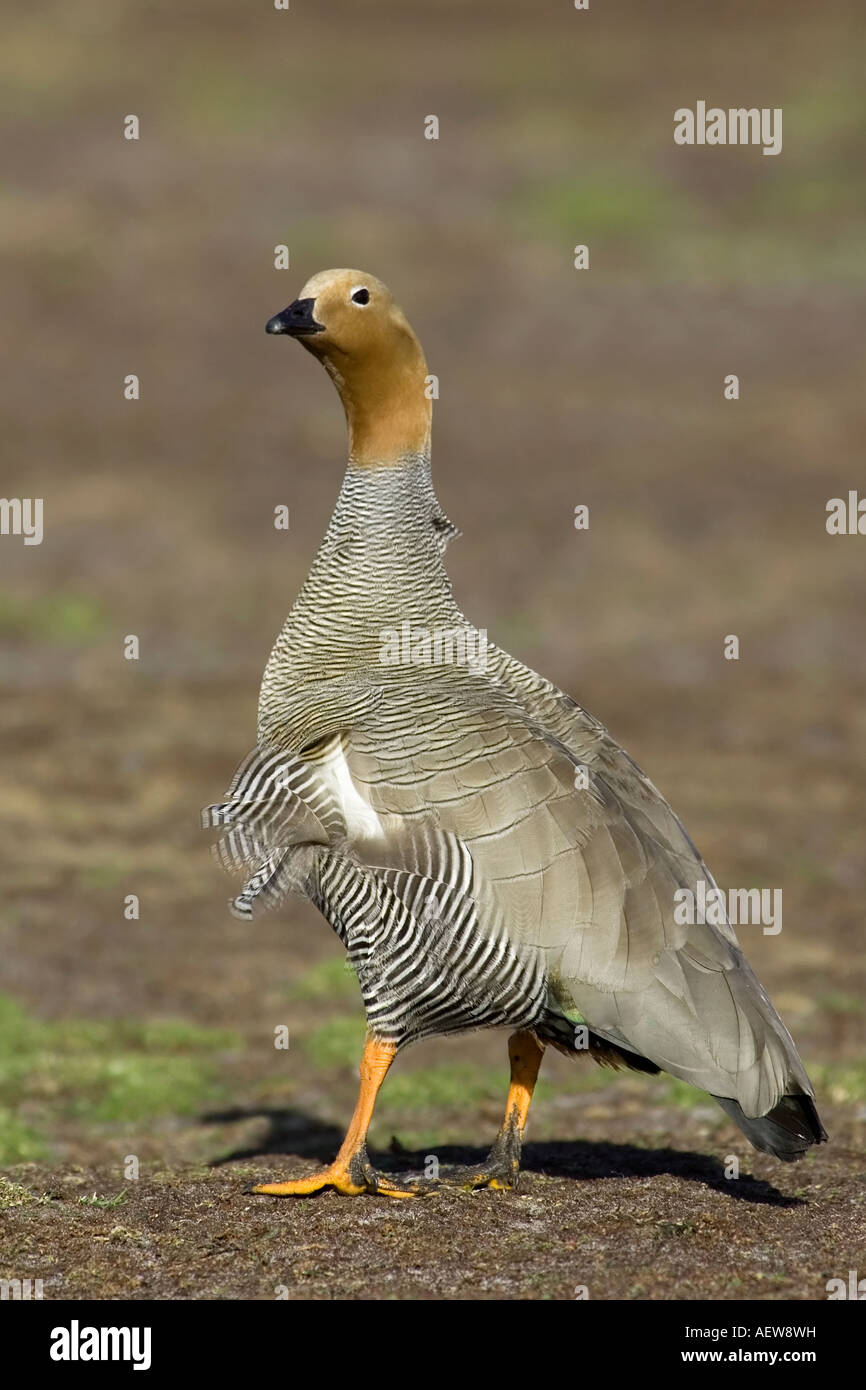 One of the rarest birds in the world hi-res stock photography and ...