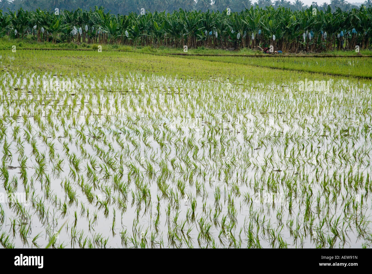 Rice field newly planted with rice in Calinan Davao Philippines Stock ...